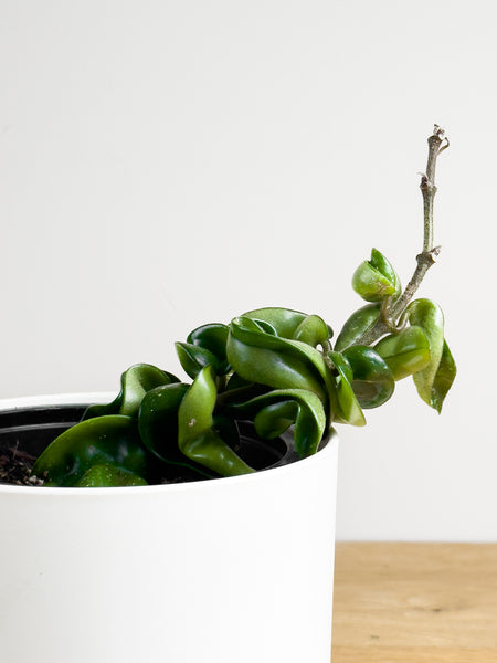 Hoya Hindu Rope – Johnny Jungle