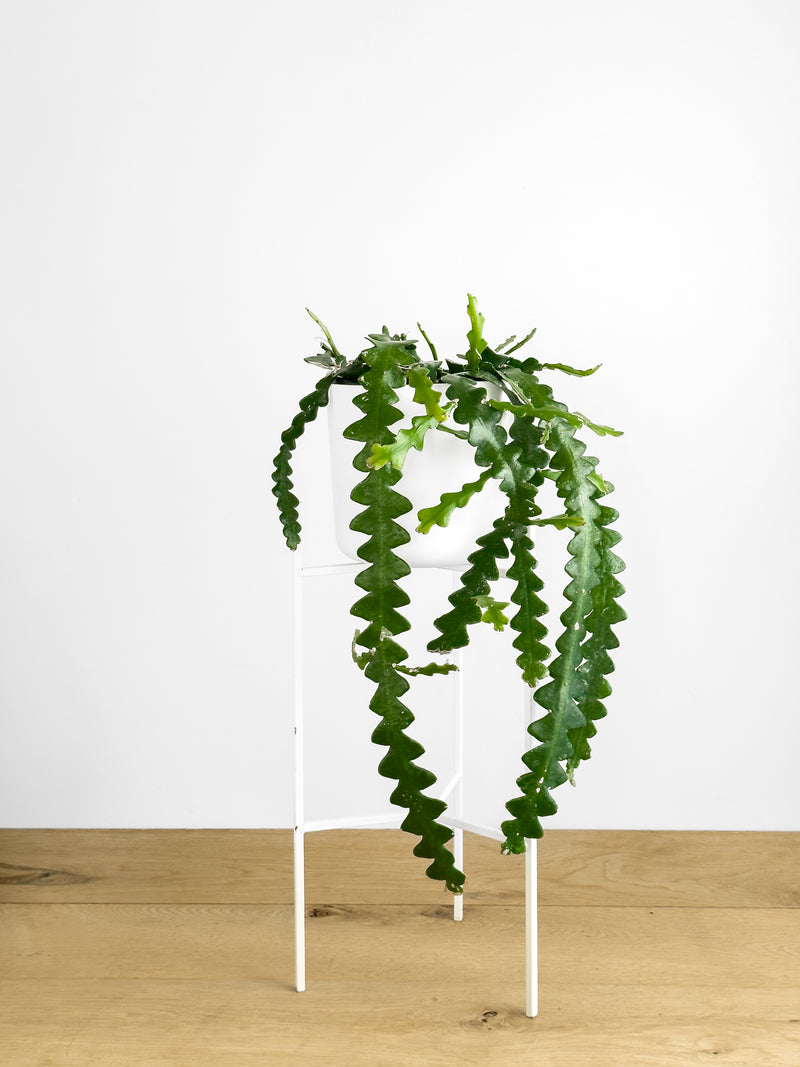 Cryptocereus antonyanus – Johnny Jungle