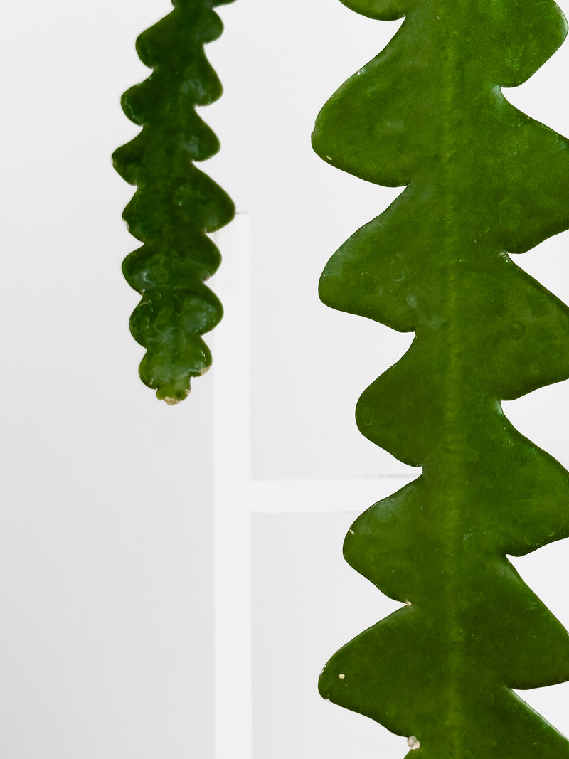 Cryptocereus antonyanus – Johnny Jungle